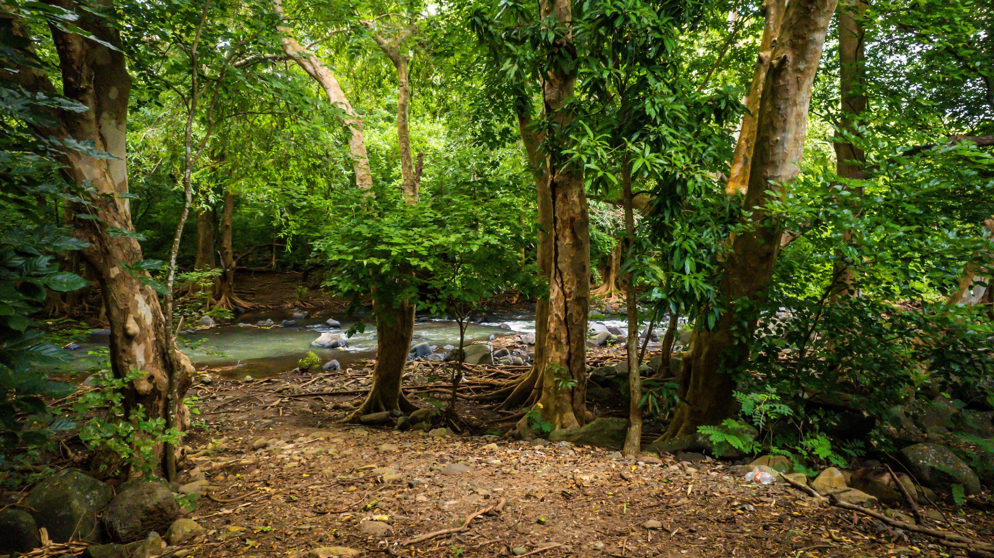 Residential land - Buy in Tamarin - 10,365,250 rupees | Lexpress Property