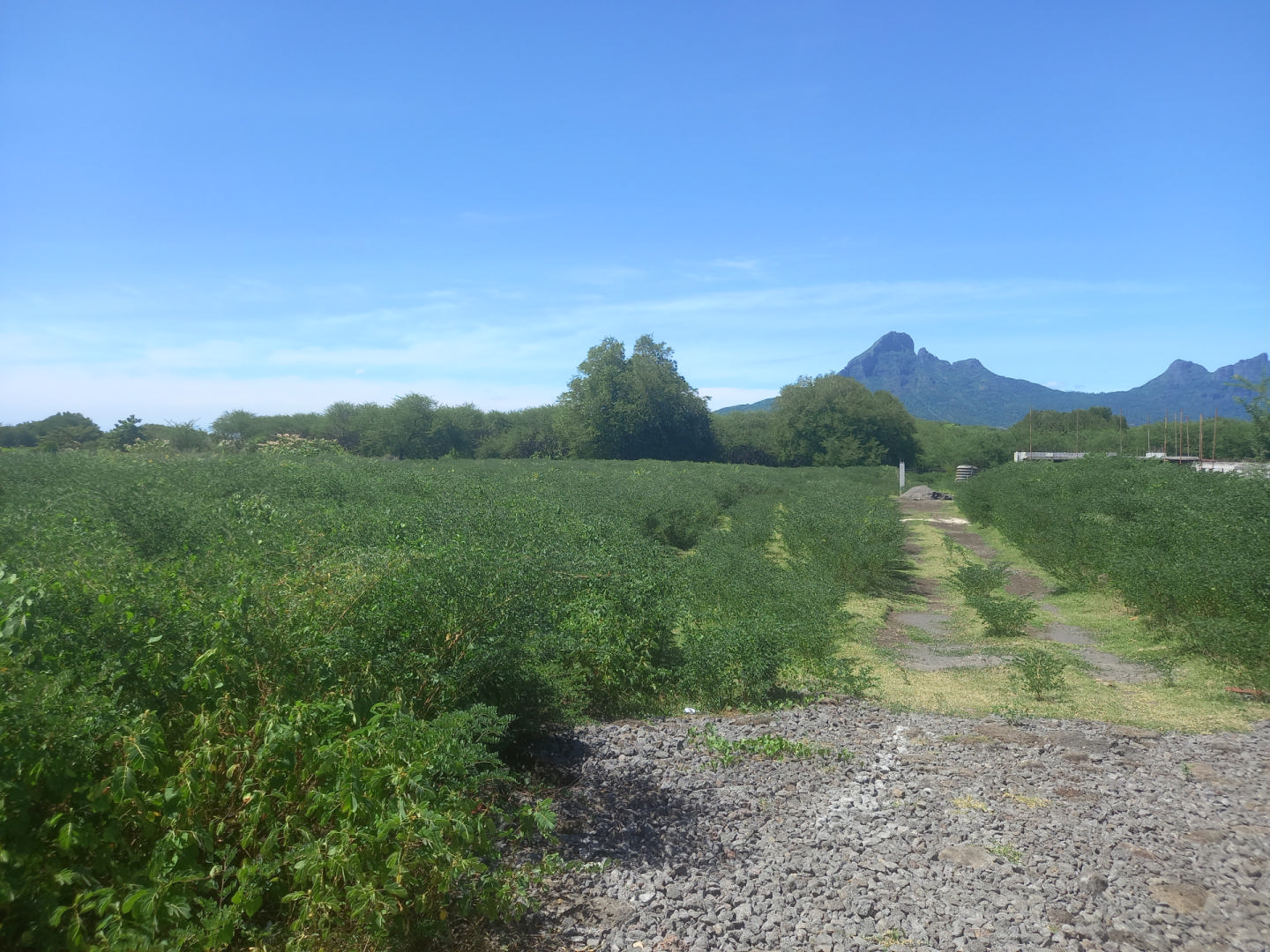 Residential land - Buy in Tamarin - 12,000,000 rupees | Lexpress Property