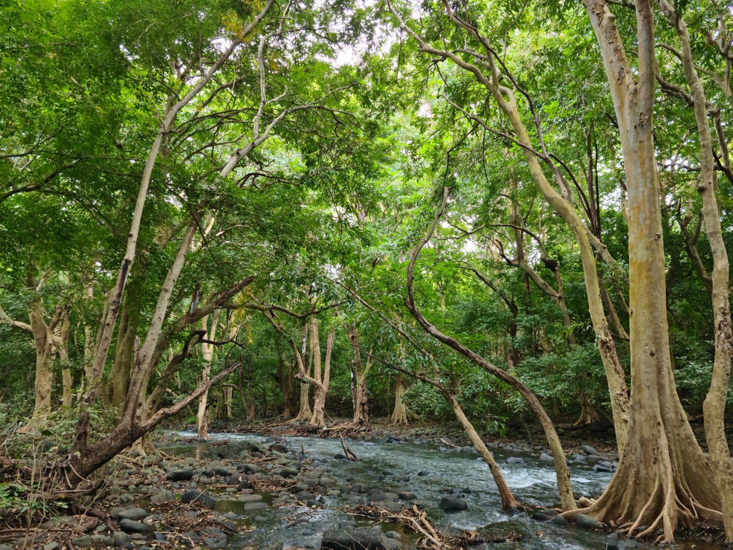 Residential land - Buy in Tamarin - 105,150,000 rupees | Lexpress Property