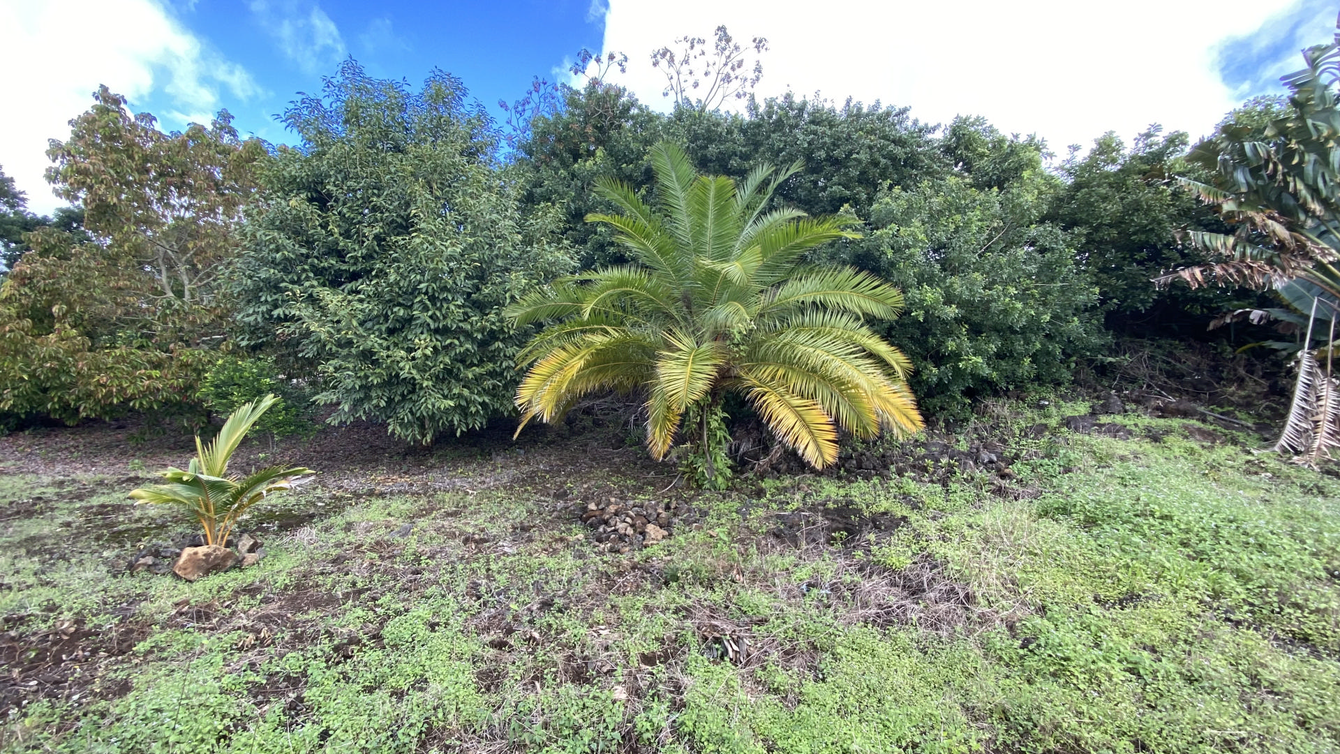 Agricultural land - Buy in Lallmatie - 12,000,000 rupees | Lexpress ...