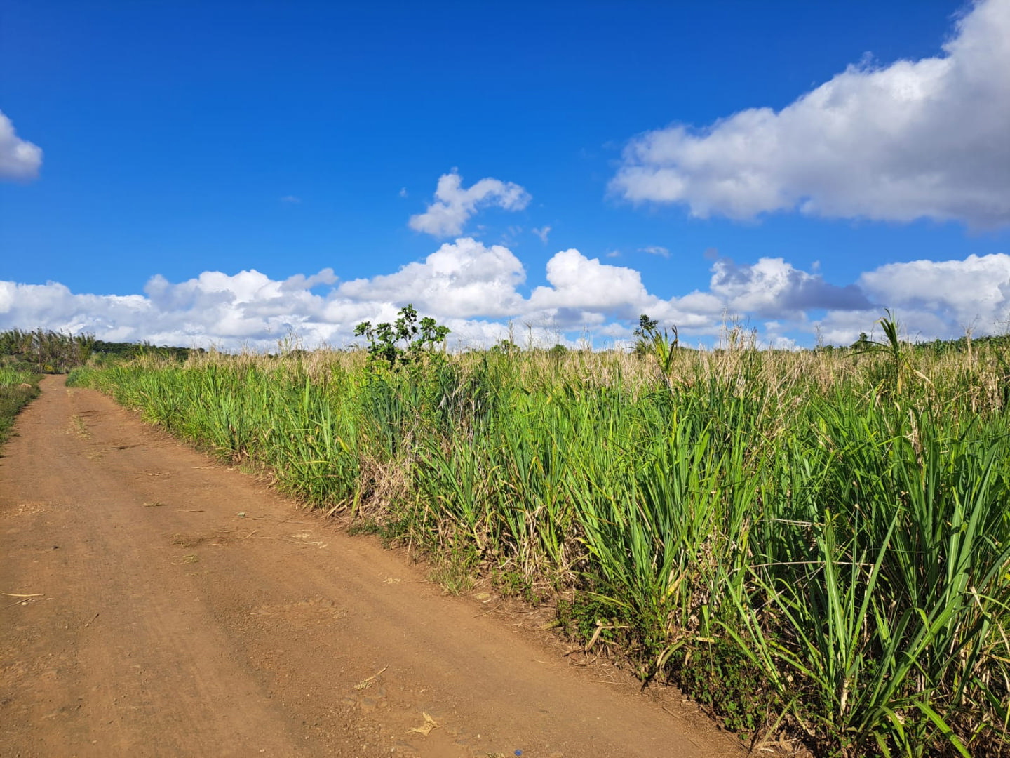 Agricultural land - Buy in Petit Camp - 240,000,000 rupees | Lexpress ...