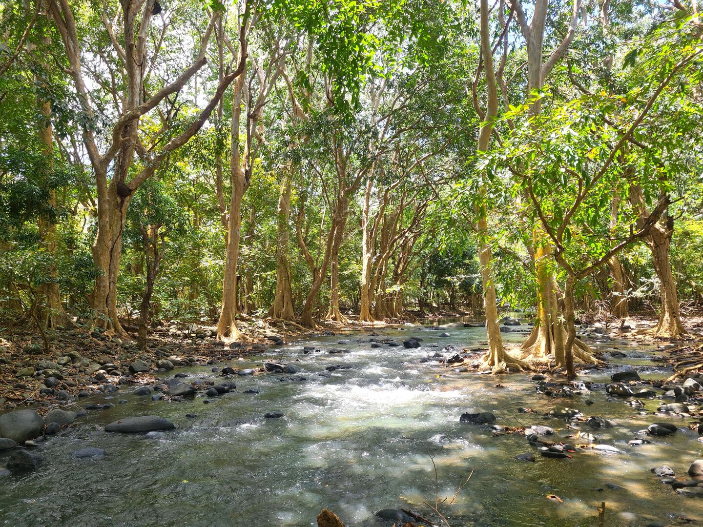 Residential land - Buy in Tamarin - 105,444,420 rupees | Lexpress Property