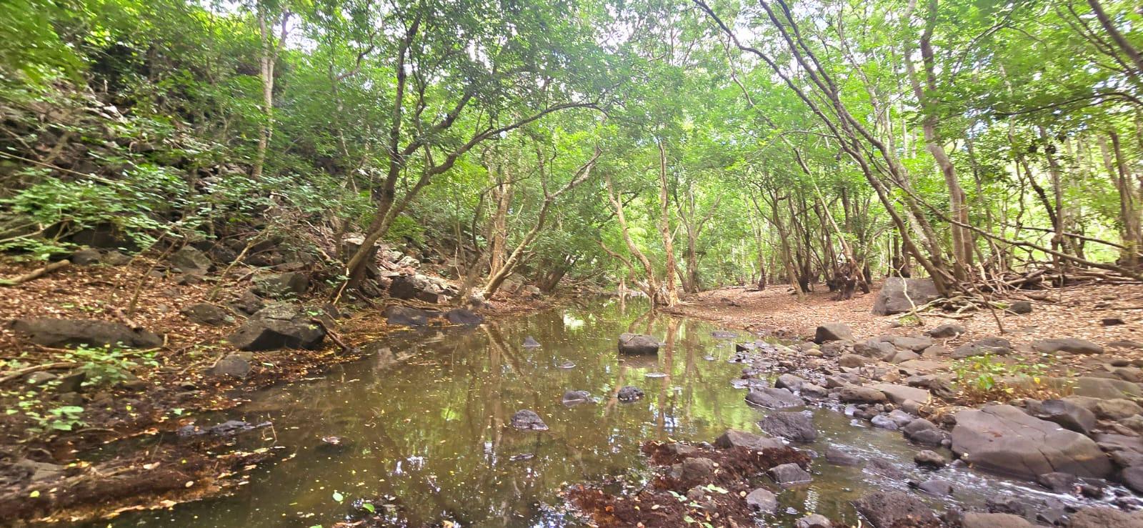 Residential land - Buy in Tamarin - 22,000,000 rupees | Lexpress Property