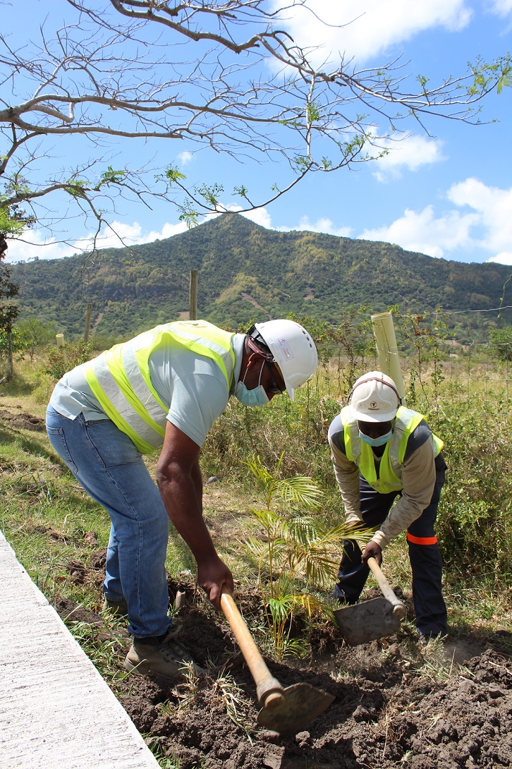 Transinvest Construction Limited reforests 14 sites at Black ...