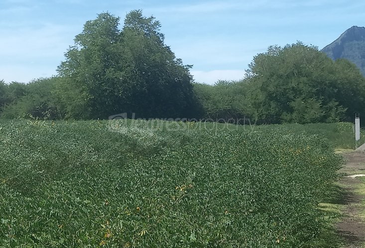 Residential land - Buy in Tamarin - 12,000,000 rupees | Lexpress Property