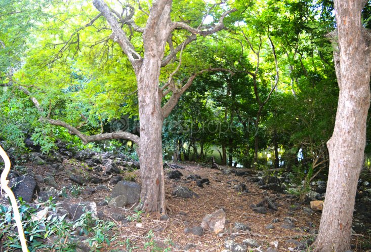 Residential land - Buy in Tamarin - 20,000,000 rupees | Lexpress Property